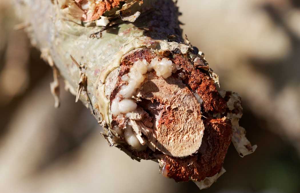 Frankincense Benefits, Uses & Applications Guide