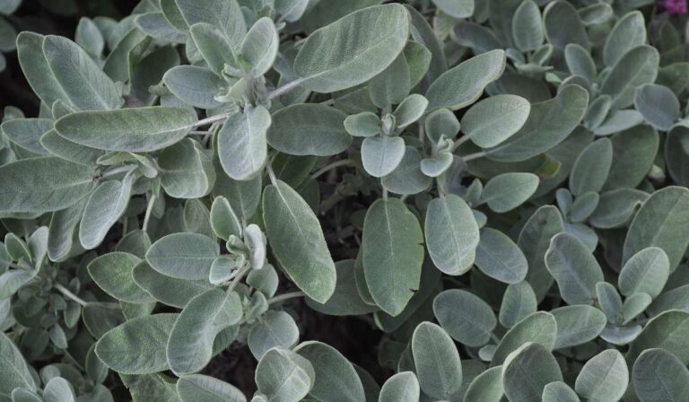 Sage Health Benefits and Uses